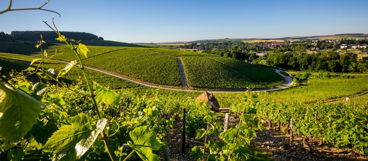 Maison Albert Bichot partners with Duty Free Global to spearhead growth ...