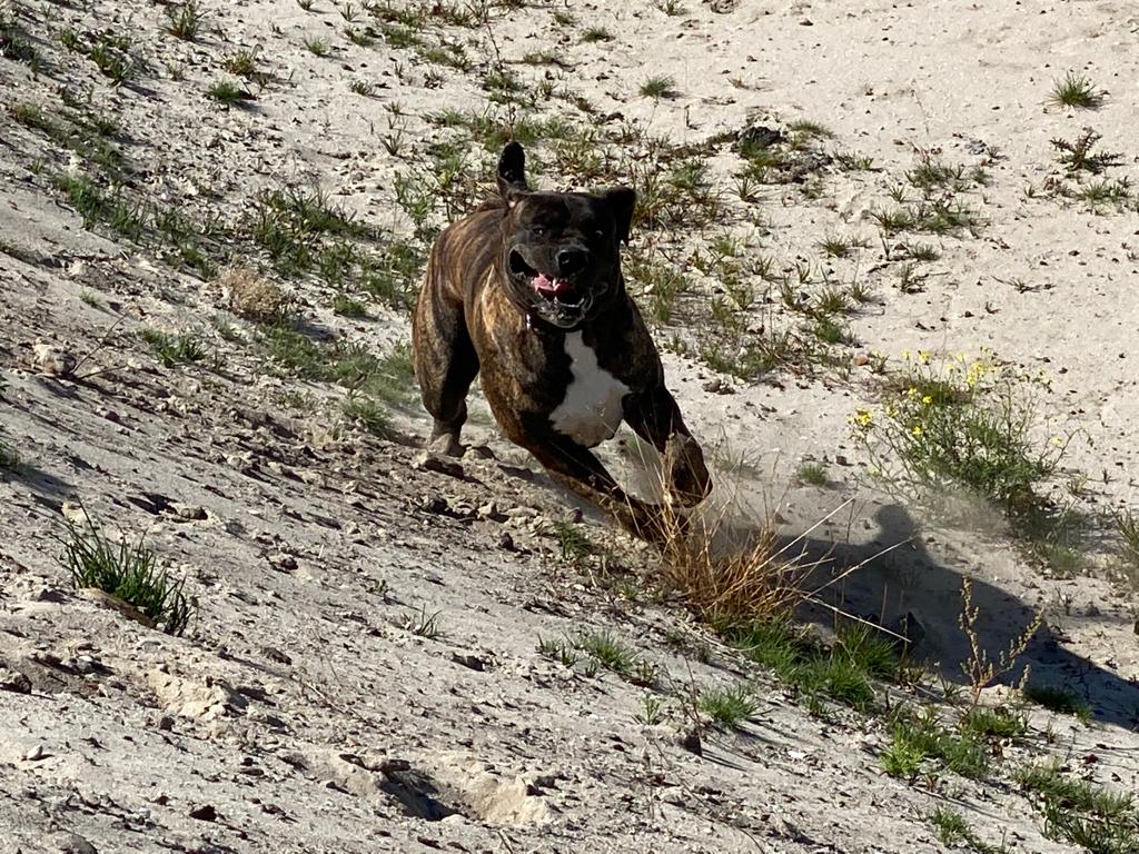 Pet-sonality Profile with Tito’s Handmade Vodka: Meet Laura Klingeman ...