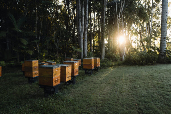 The Moodie Interview: How Andrey Zubko and Biosota Organics are making a beeline for travel ...