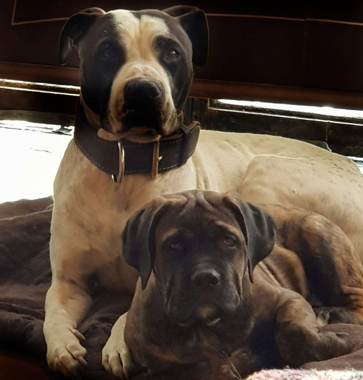 Petsonality Profile with Tito’s Handmade Vodka: Meet Abraham Ayala and ...