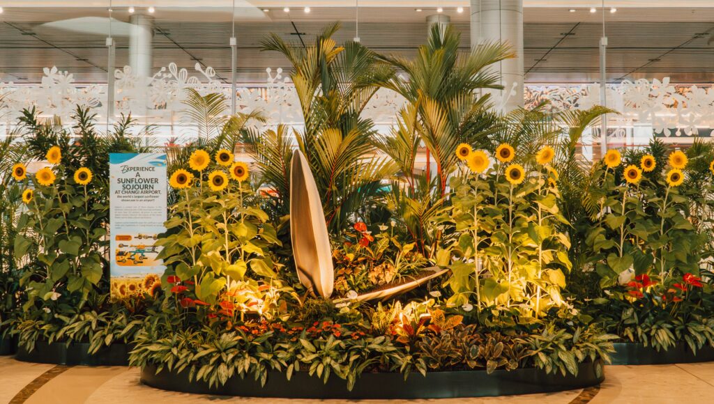 Images of the Day: Changi Airport and the world’s largest sunflower ...