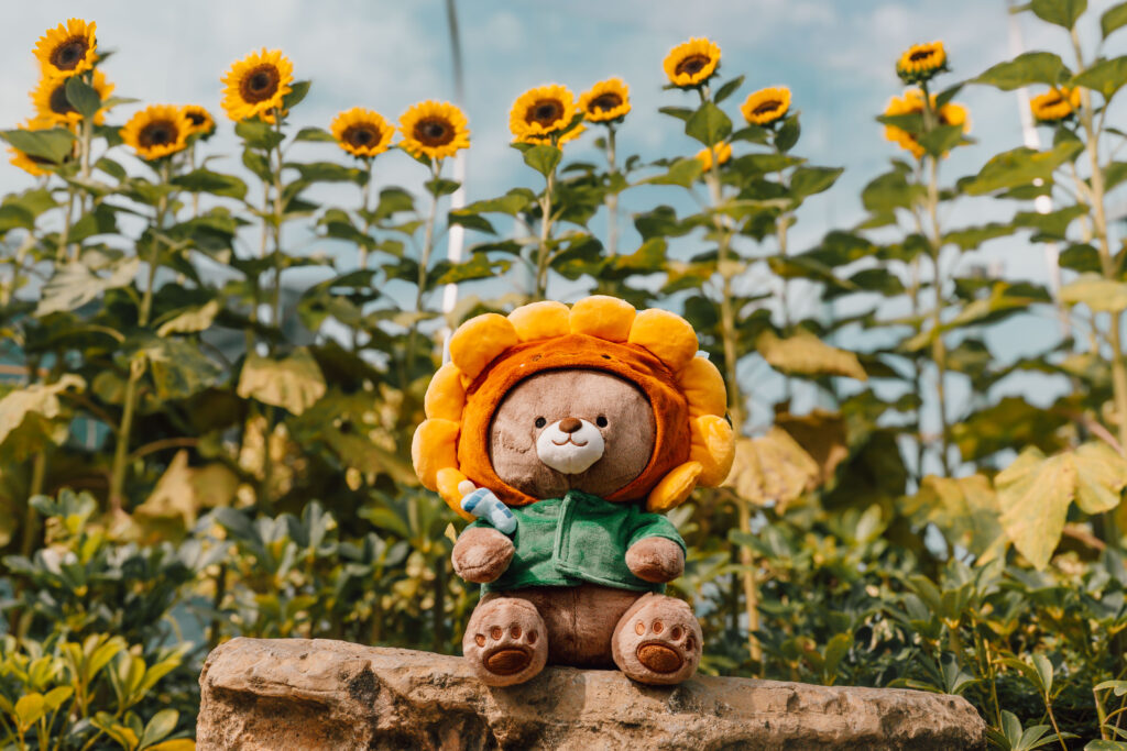 Images of the Day: Changi Airport and the world’s largest sunflower ...